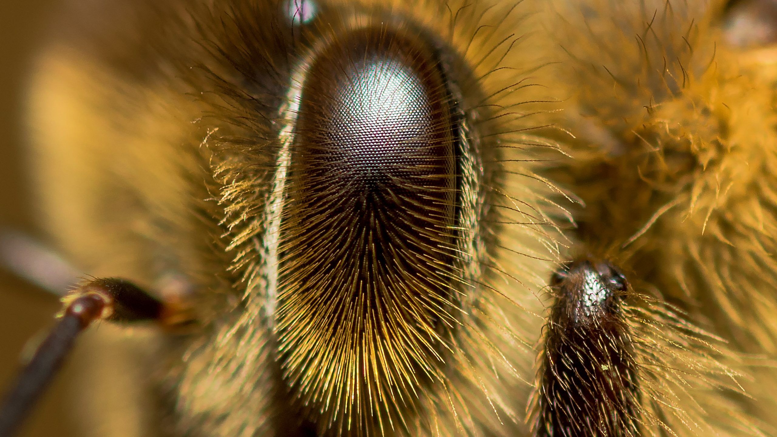 Bee Eyes | Interesting Facts