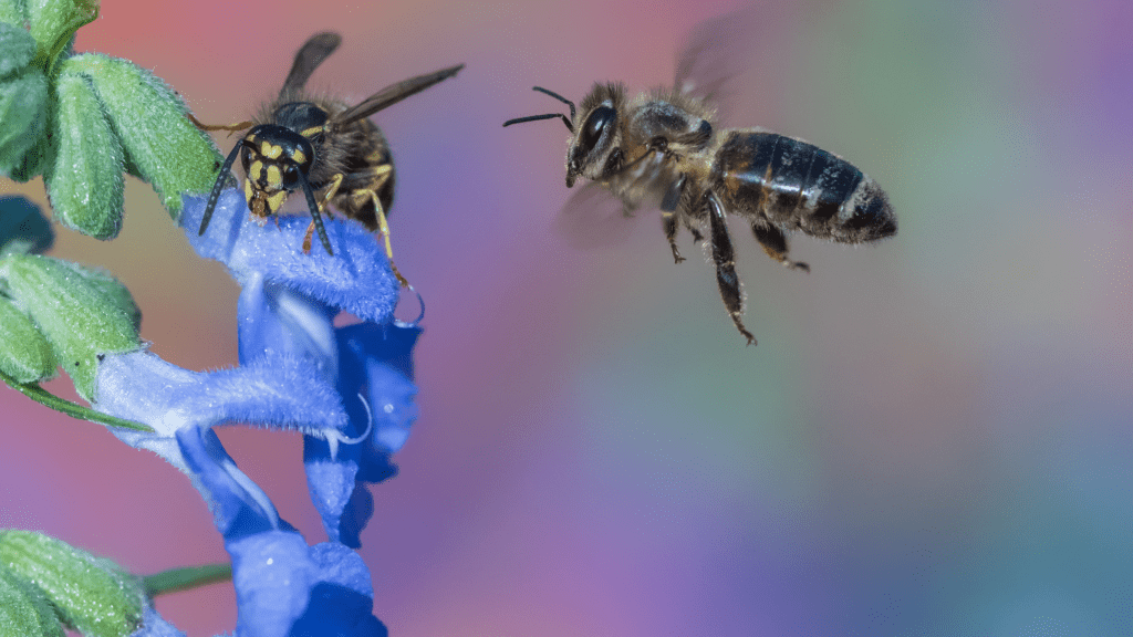 Bee Vision | How Do Bees See?