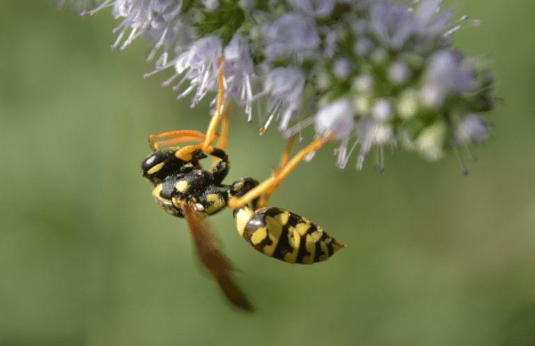 Do Wasps Pollinate? | How & What Plants Do They Pollinate?
