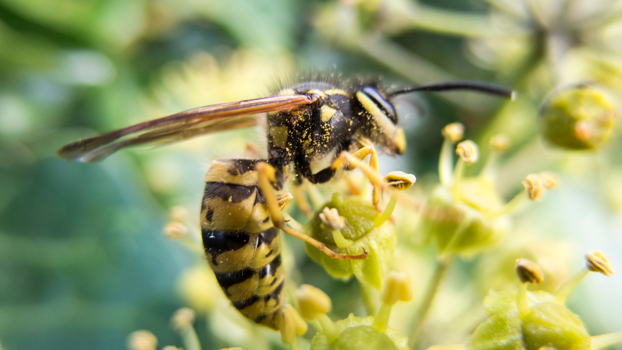 Do Wasps Pollinate? | How & What Plants Do They Pollinate?