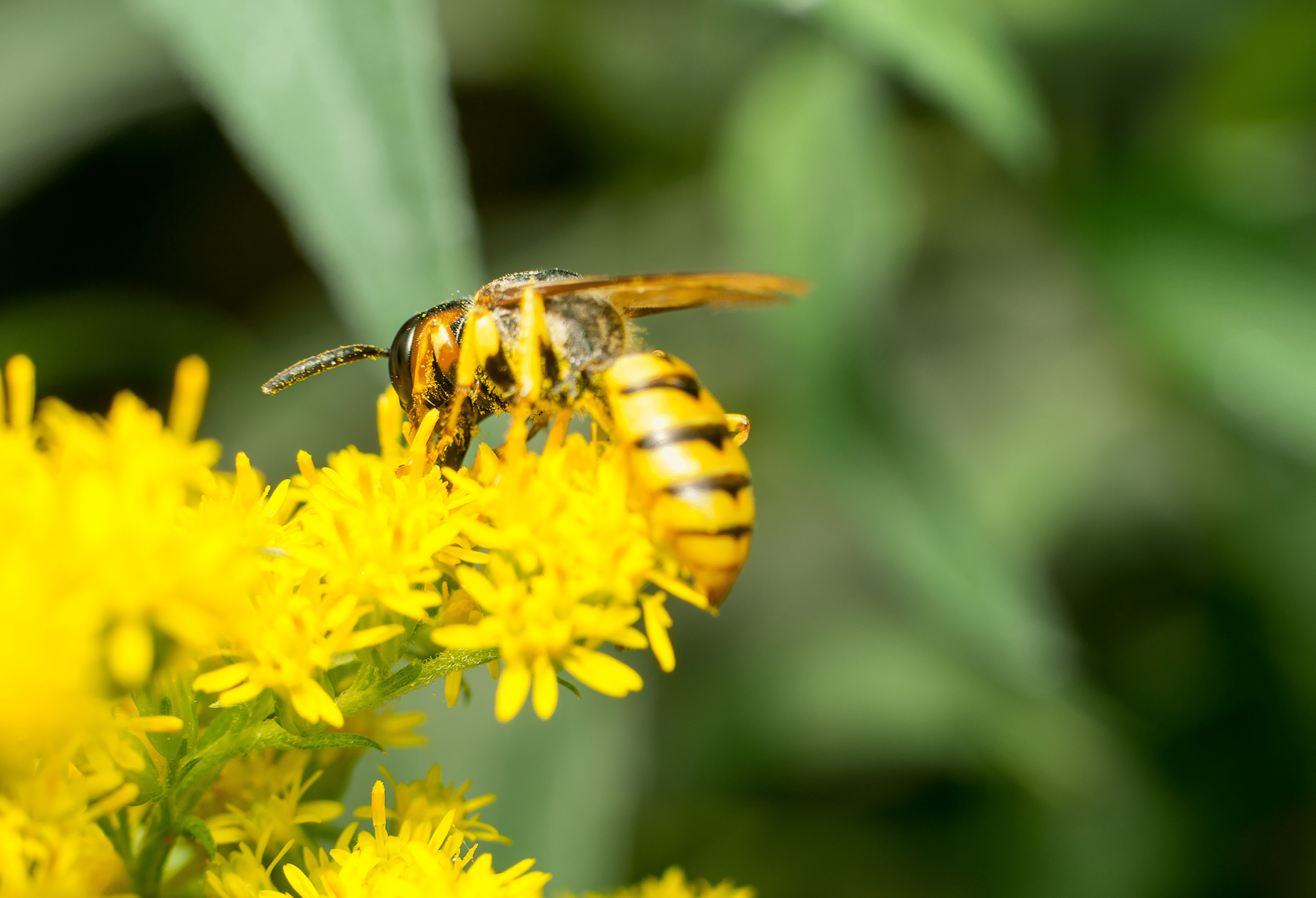 Do Wasps Pollinate? | How & What Plants Do They Pollinate?