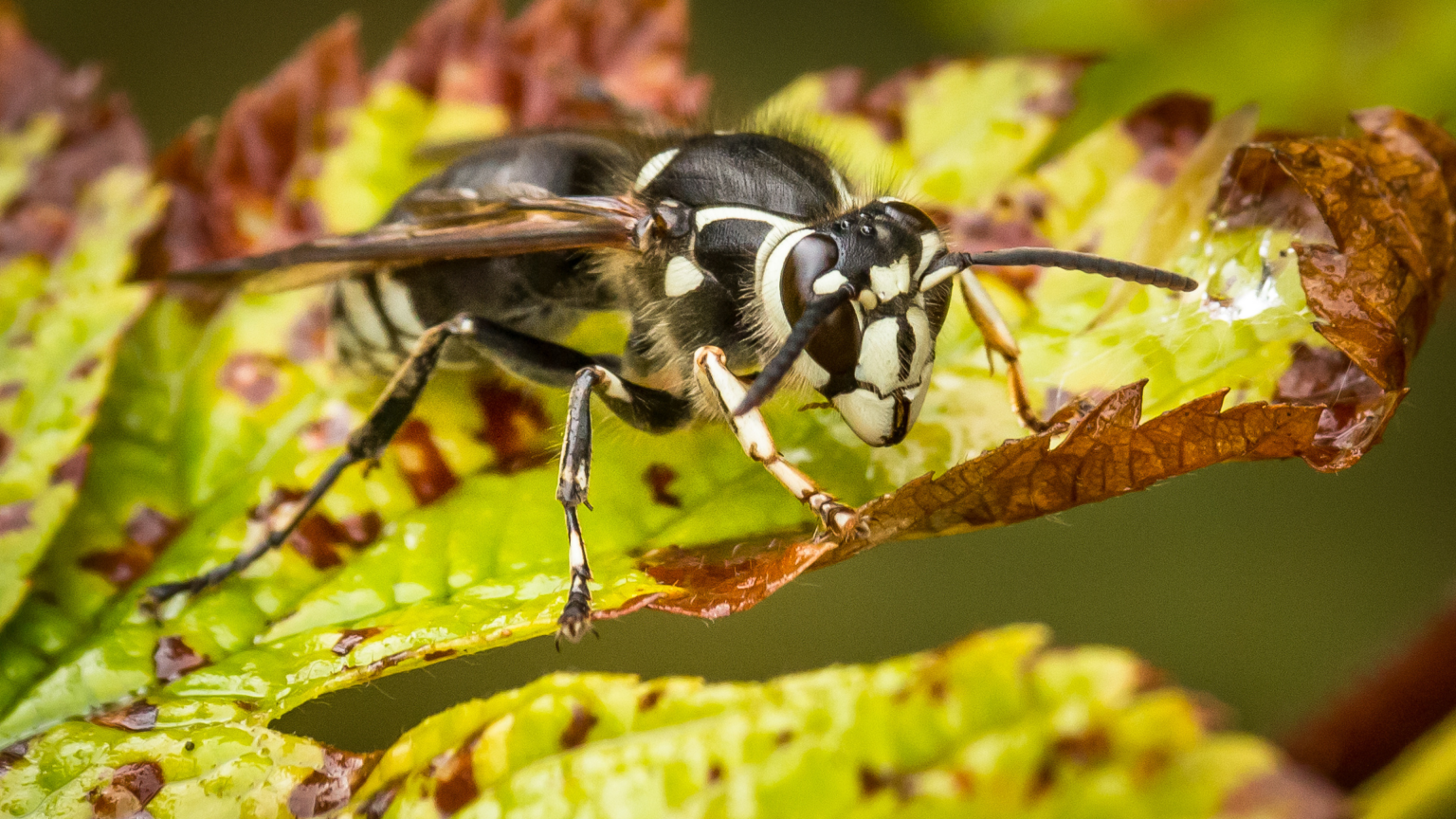 Wasp Identification | Types Of Wasps And Their Main Characteristics