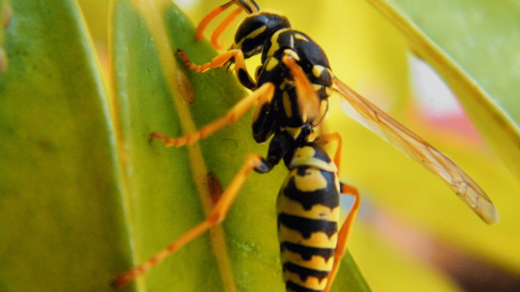 Wasp Identification | Types Of Wasps And Their Main Characteristics