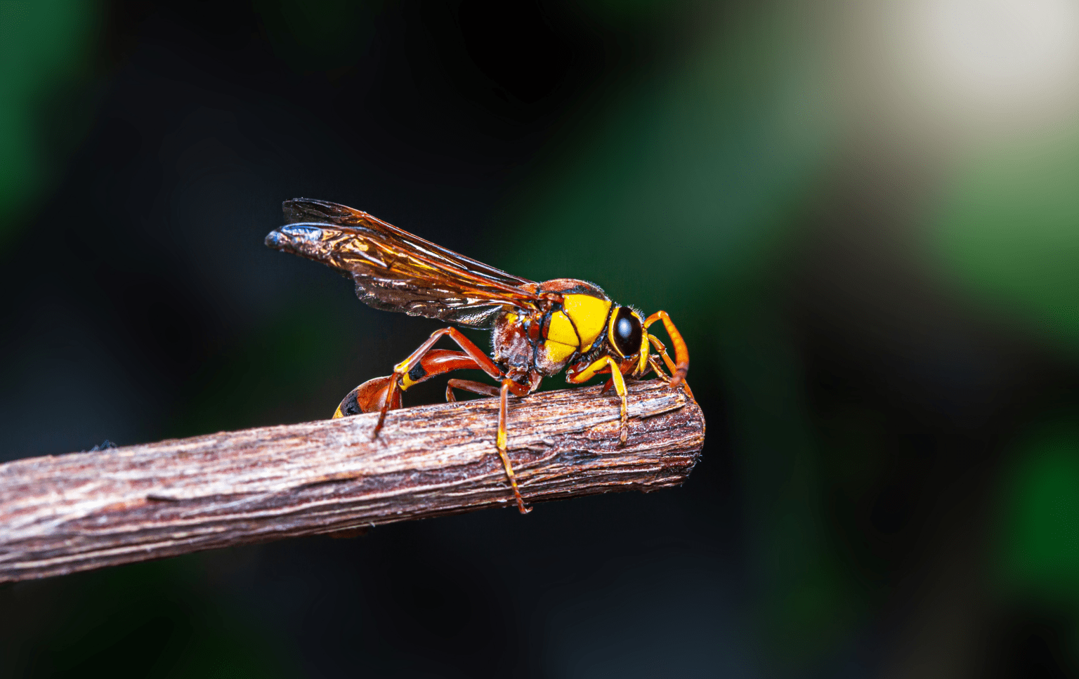 Wasp Identification | Types Of Wasps And Their Main Characteristics