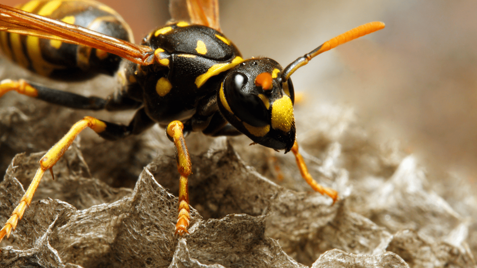 Wasp Identification | Types Of Wasps And Their Main Characteristics