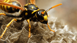 Wasp Identification | Types Of Wasps And Their Main Characteristics