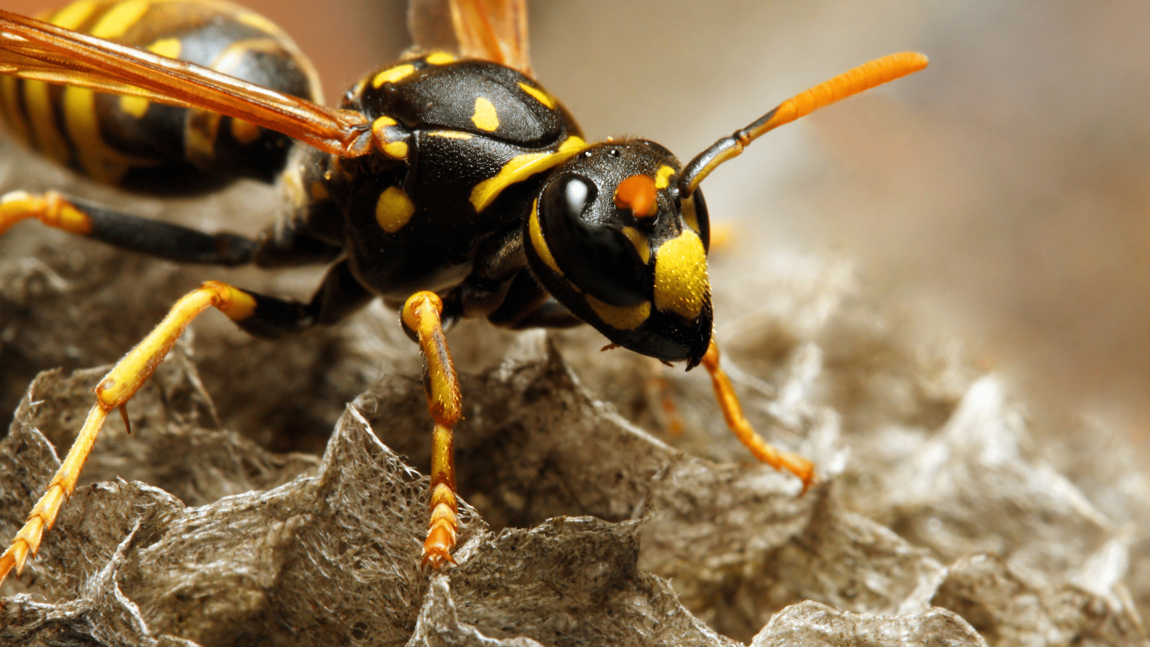 Wasp Identification | Types Of Wasps And Their Main Characteristics