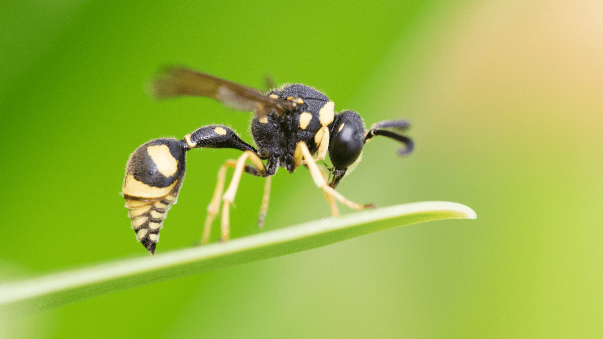 Wasp Identification | Types Of Wasps And Their Main Characteristics