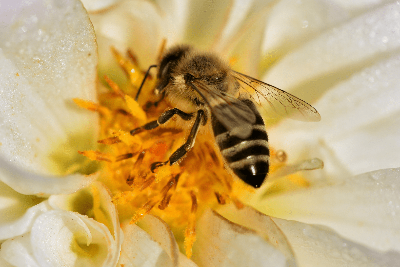 Are Bees Endangered? | Which Bees Are Endangered & How Can We Help?