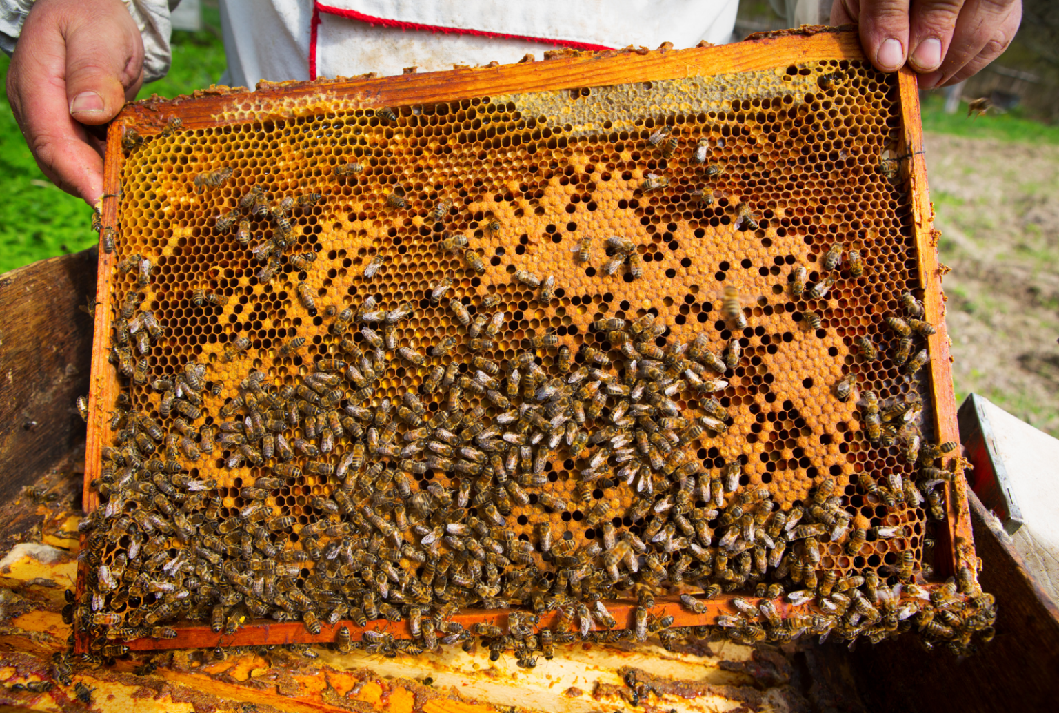 Is Honey Bee Vomit? | How Do Bees Make Honey & What Is The Honey Stomach?