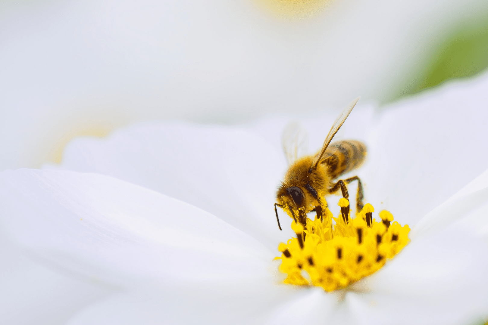 Bee Decline | What Causes It?