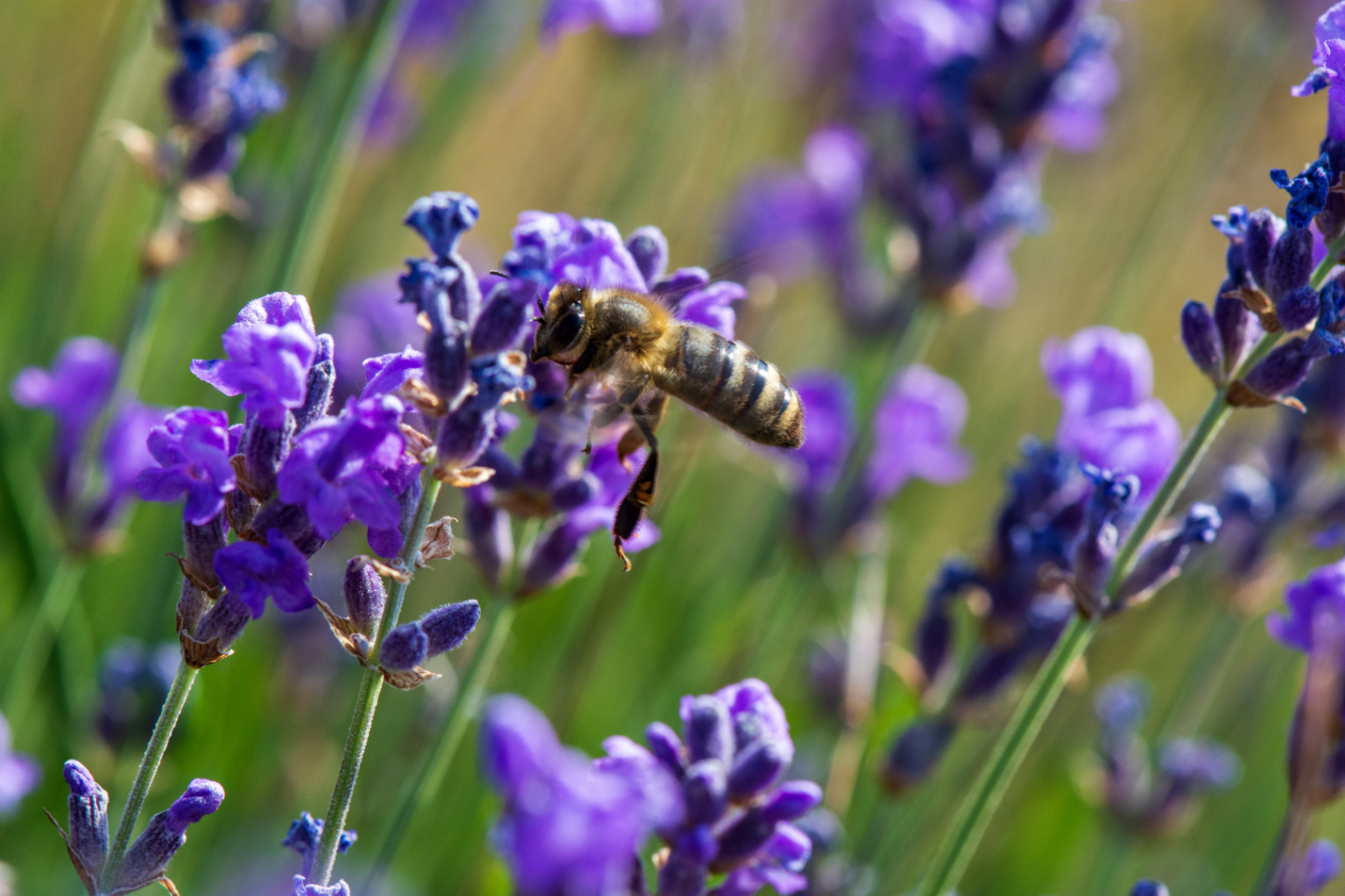 How Do Bees Reproduce? | A Factual Overview