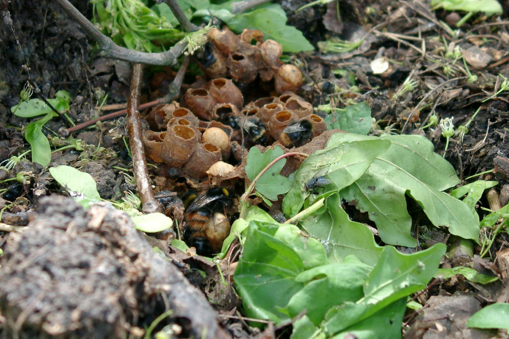 Bumblebee Nest | How To Identify Them?