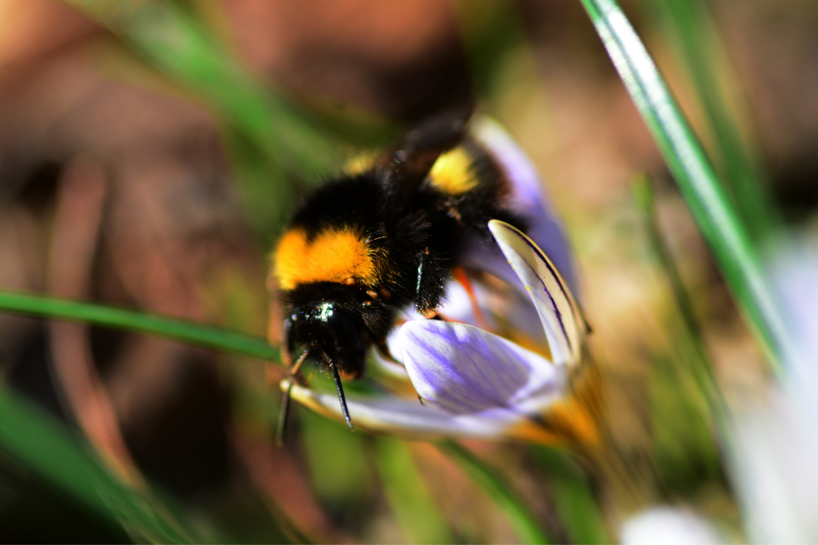 Do Bees Have Teeth? | What Do Bees Use Their Teeth For?