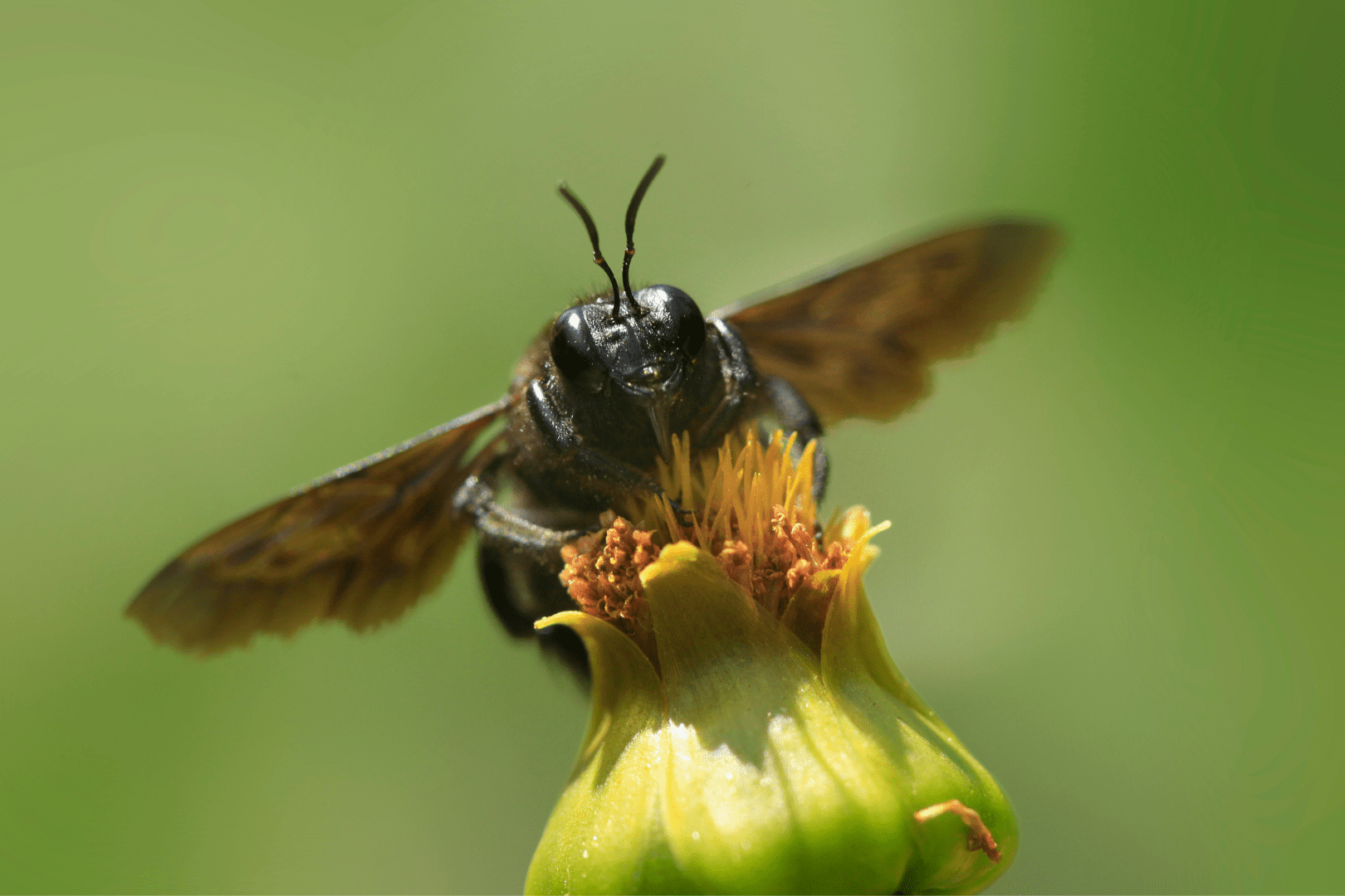 Bee Identification | Common Bee Types