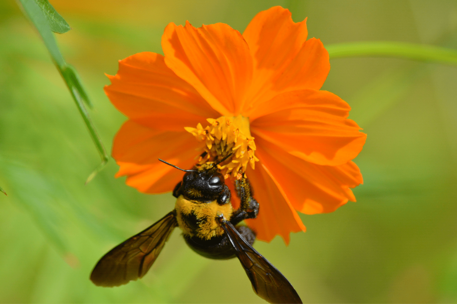 Insects That Look Like Bees | Bee Mimics & Their Characteristics