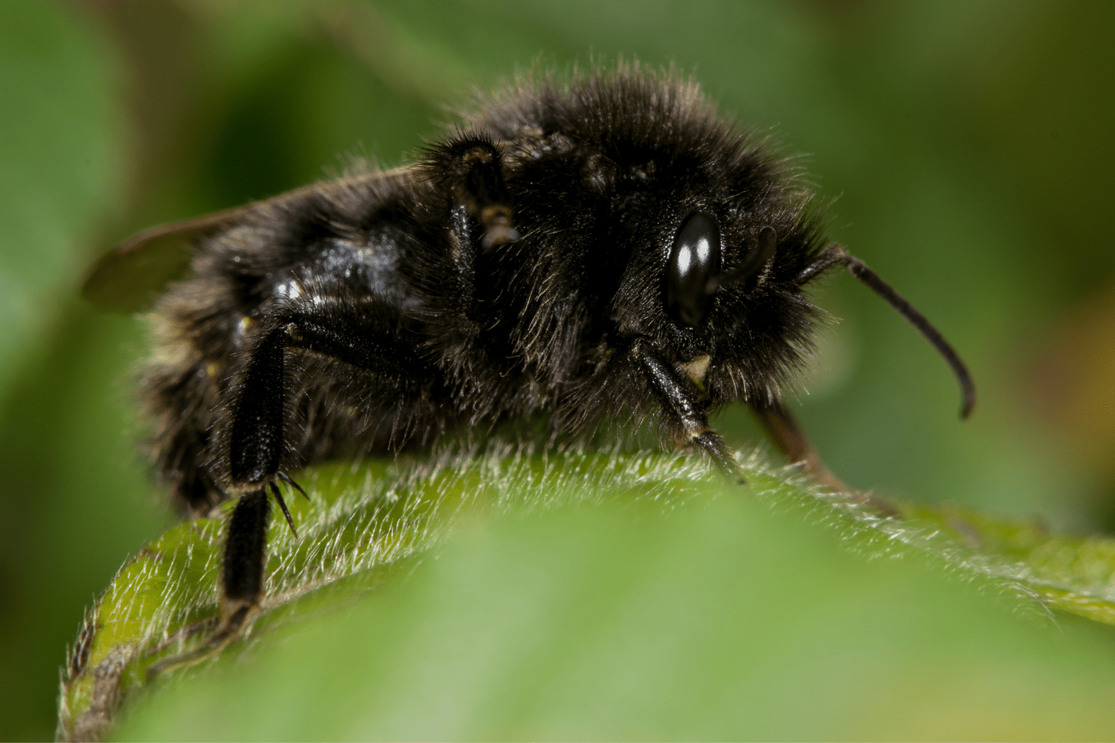 Bee Larvae | What Do They Look Like & Larval Stages?