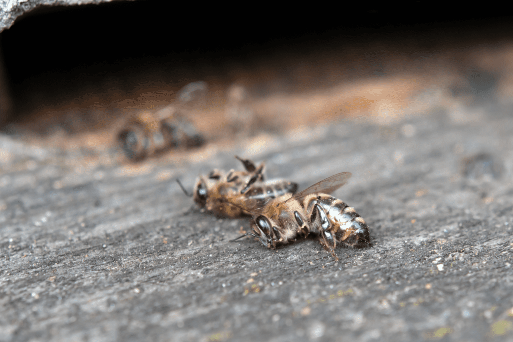 Do Bees Have Ears? | How Do Bees Detect Sound? Bee Vs Human Hearing
