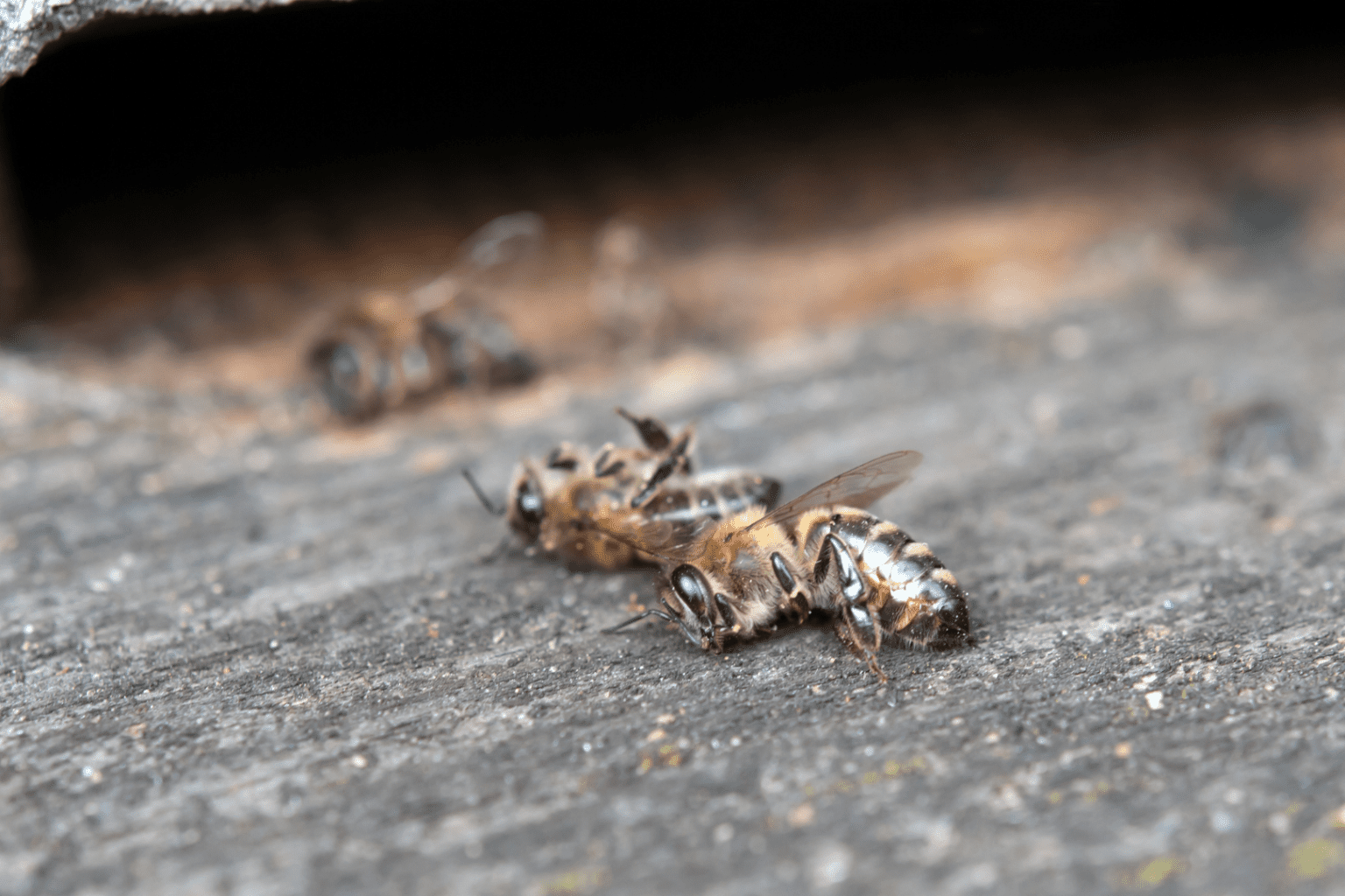 Do Bees Have Ears? | How Do Bees Detect Sound? Bee Vs Human Hearing