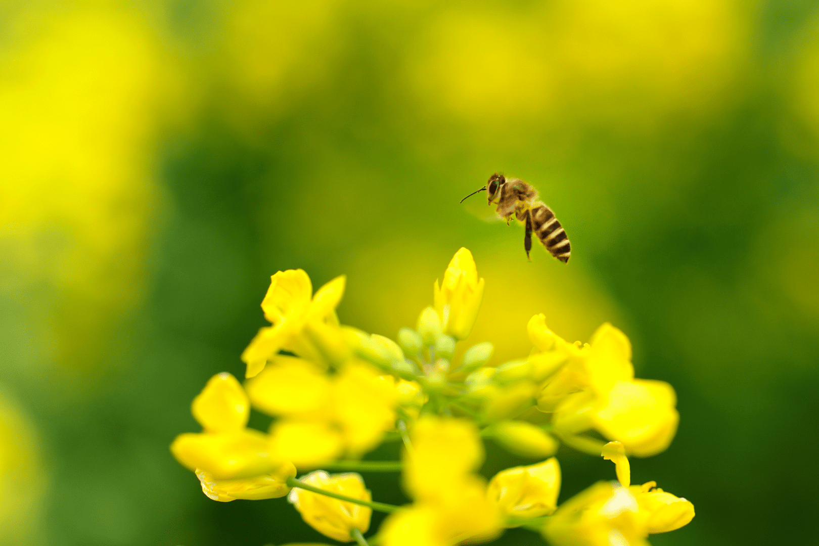 Bee Foraging | How Do Bees Forage?