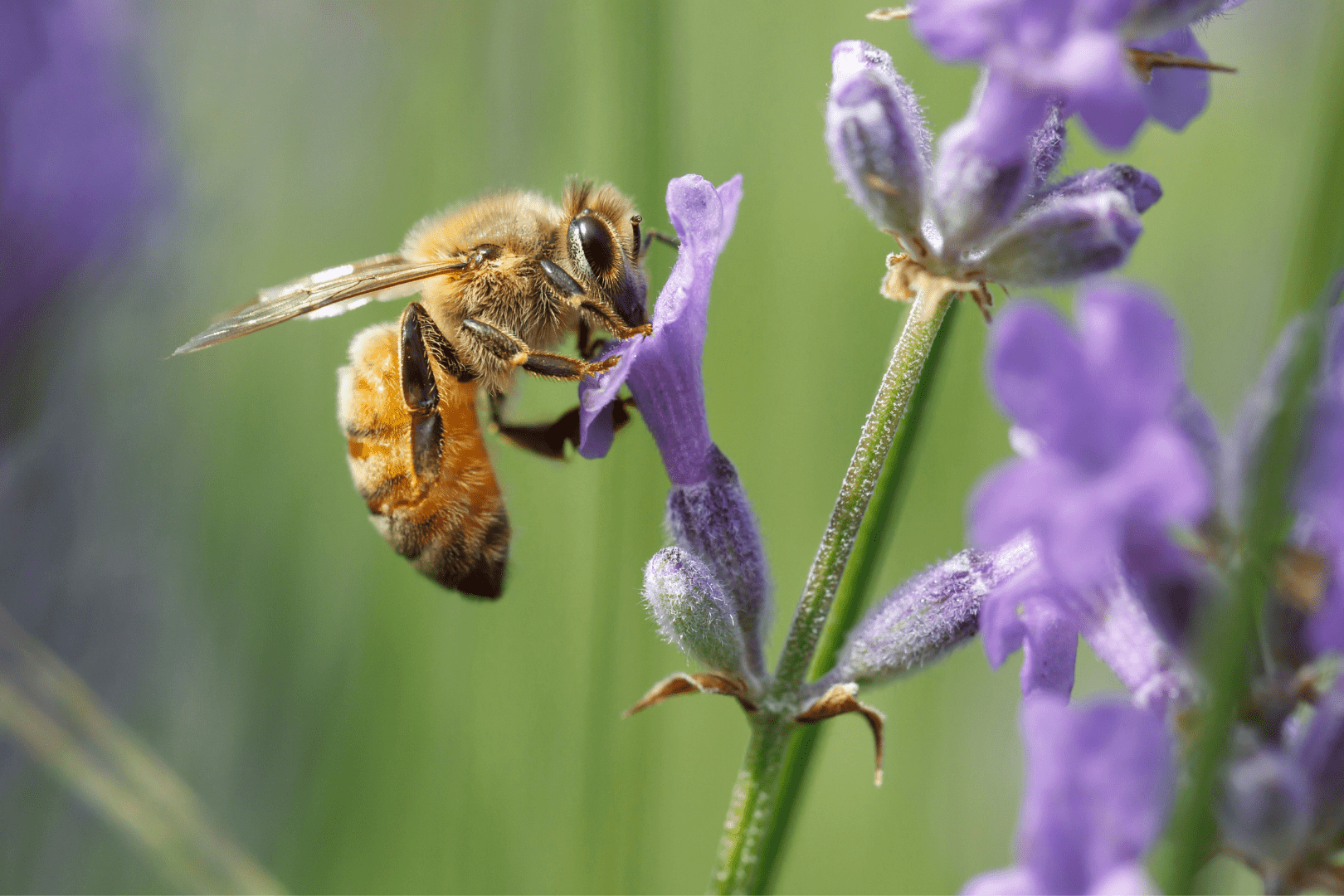 Bee Identification | Common Bee Types