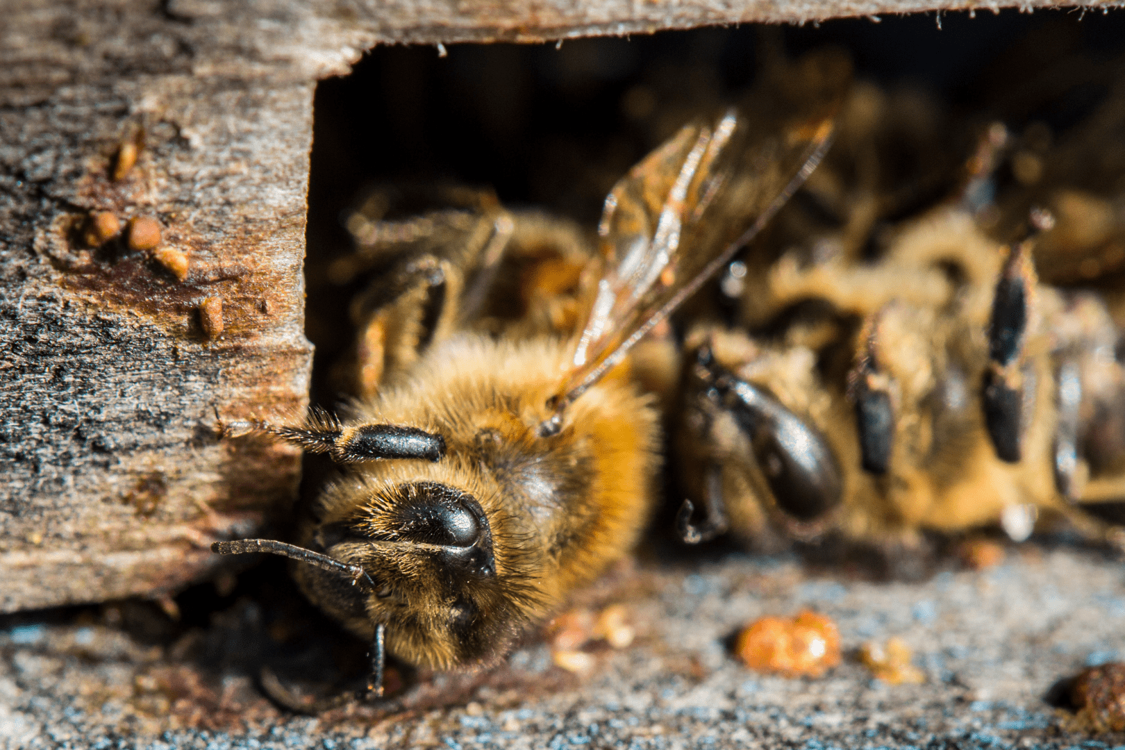Dead Bees | What Are The Causes & How To Prevent Them?
