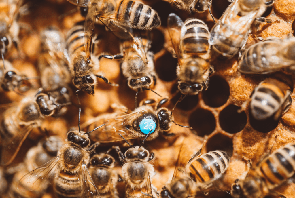 Bee Brood | What Is It & Why Is It Important?