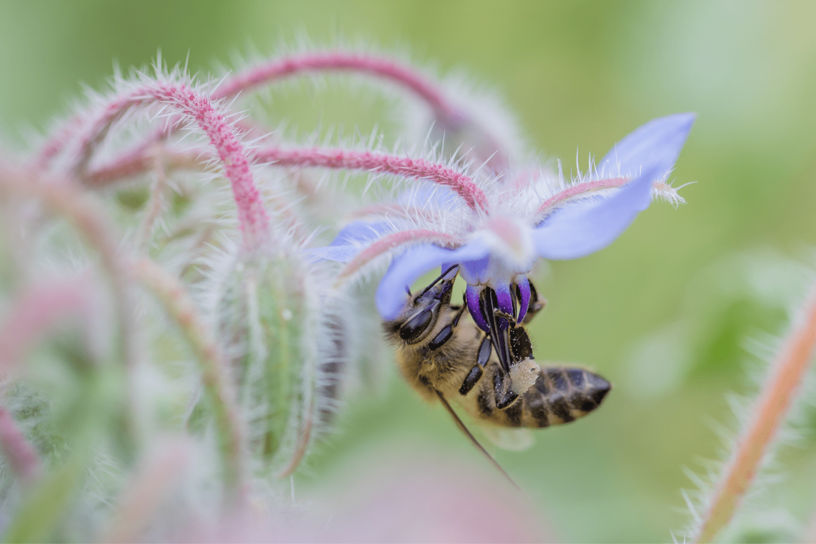 Bee Foraging | How Do Bees Forage?