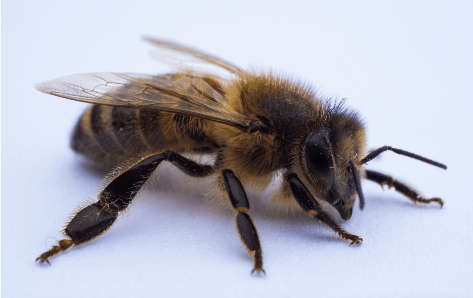 How Many Legs Do Bees Have? | What Do They Use Them For?