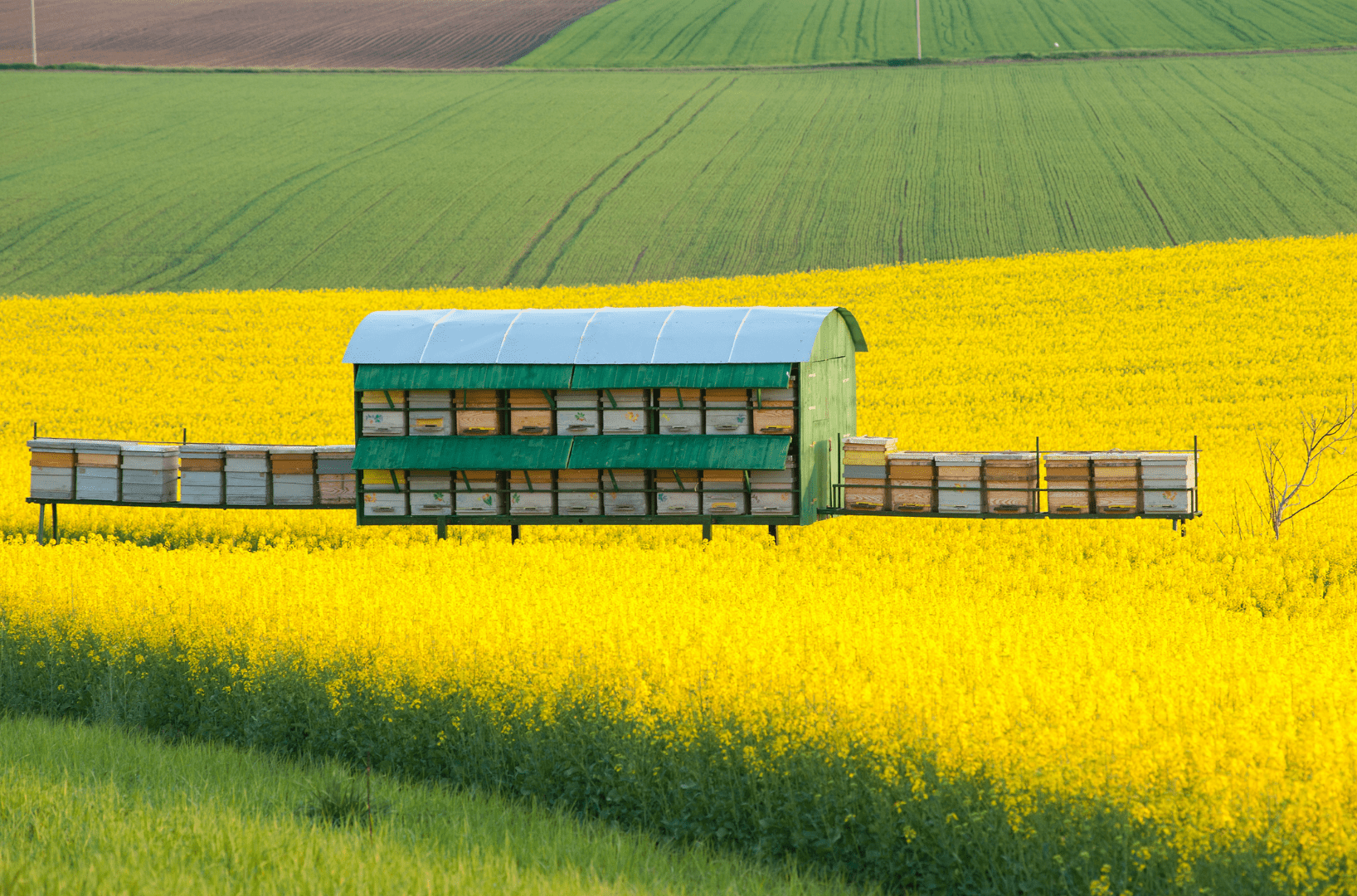 Why Are Bees Important? | Why We Need Bees?