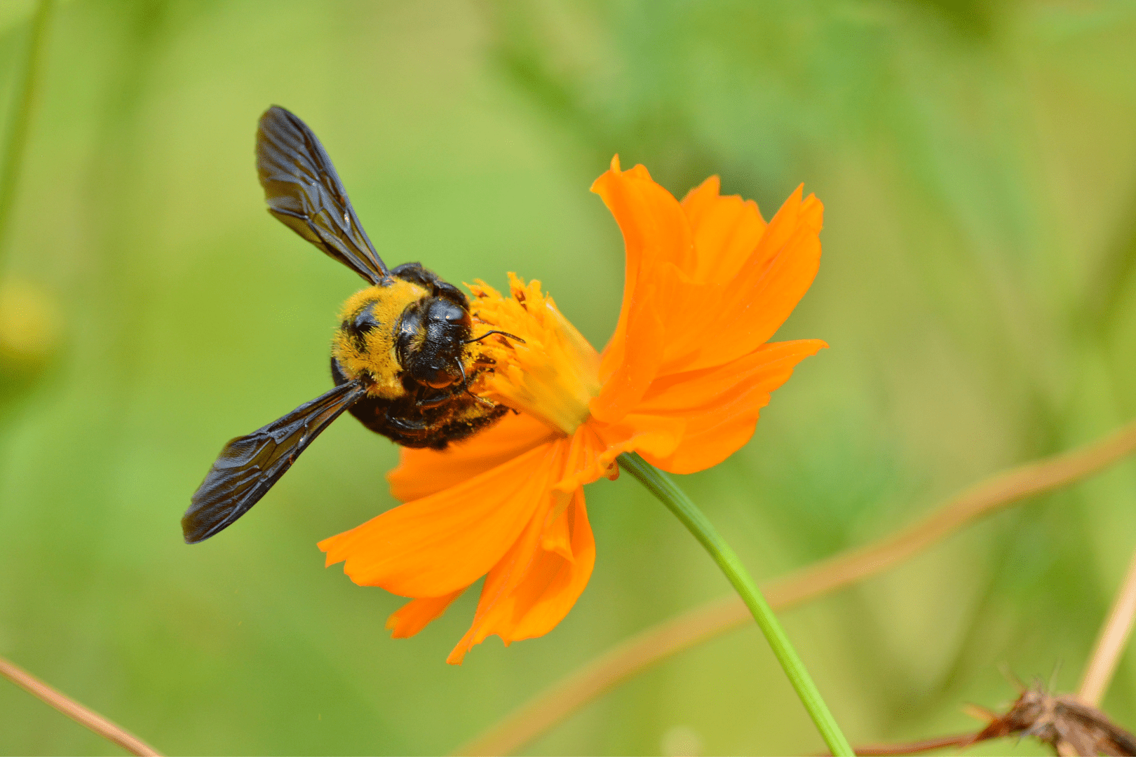 Bee Identification | Common Bee Types