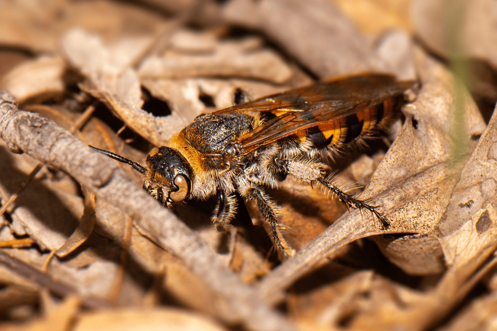 Bee Nests | How To Identify Them?