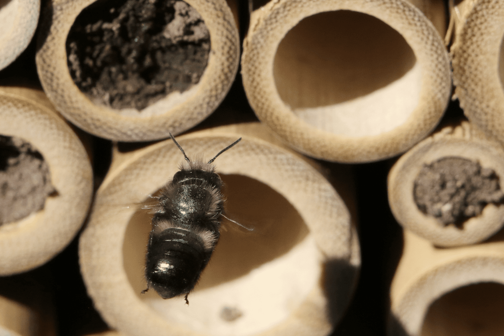 Bee Nests | How To Identify Them?