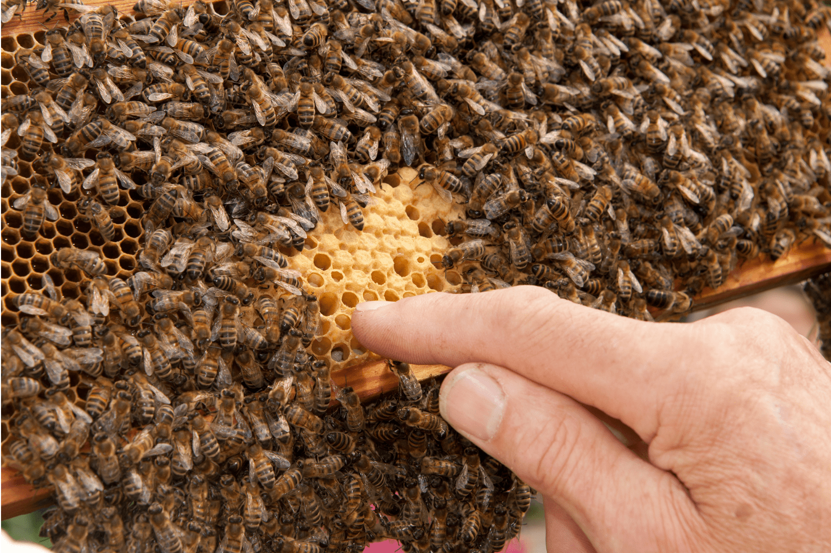 Bee Vision | How Do Bees See?