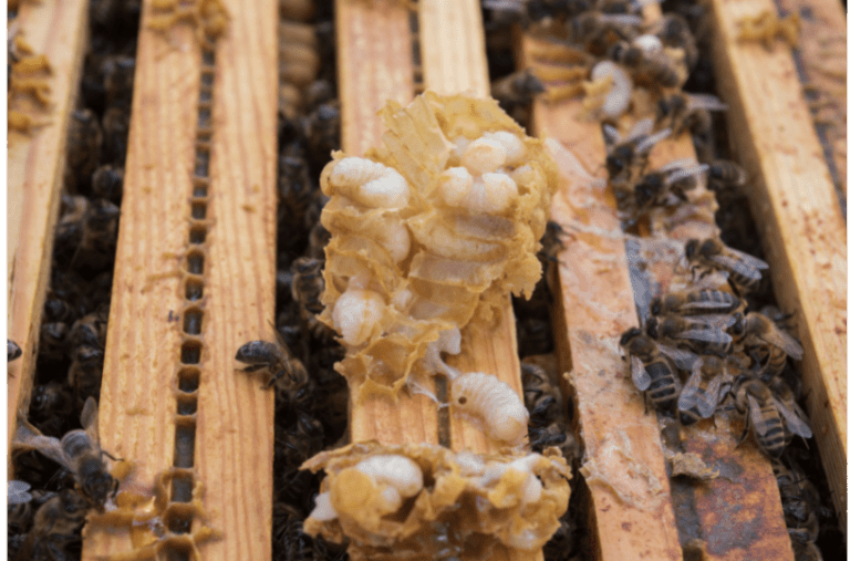 Is Honey Bee Vomit? | How Do Bees Make Honey & What Is The Honey Stomach?