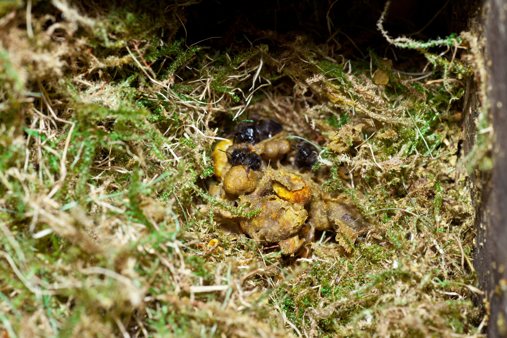 Bumblebee Nest | How To Identify Them?