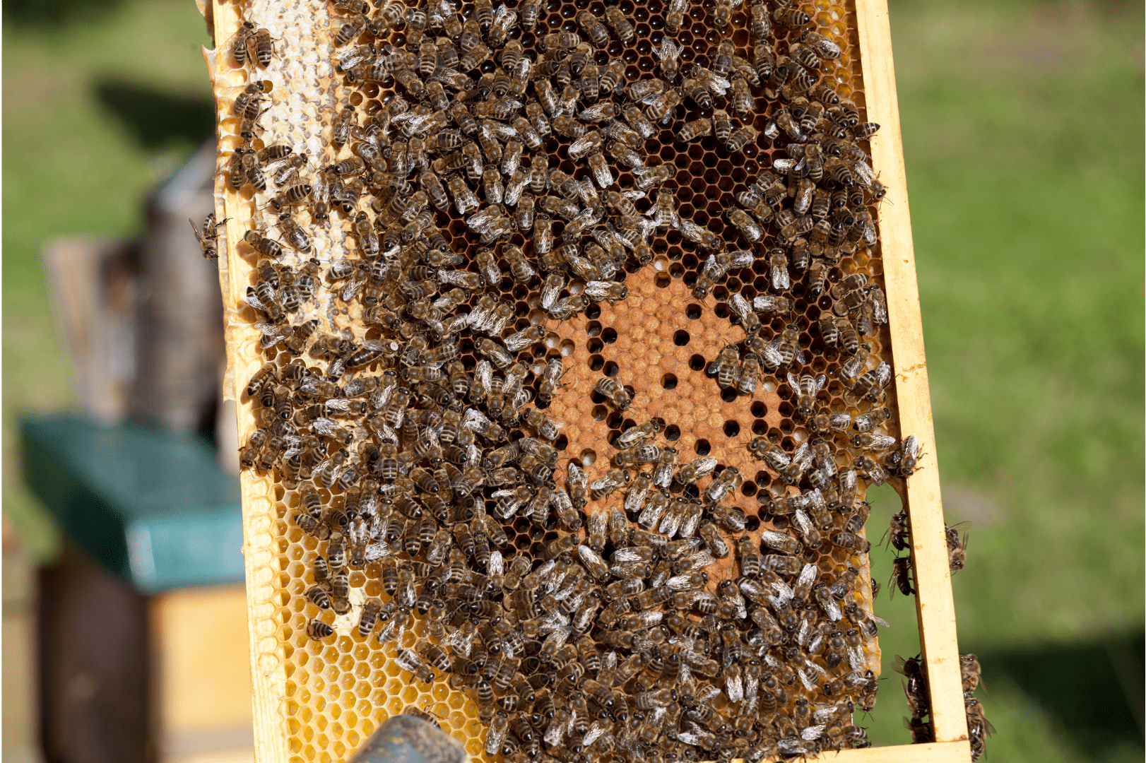 Bee Brood | What Is It & Why Is It Important?