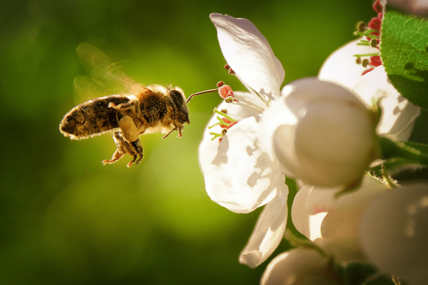 Are Bees Endangered? | Which Bees Are Endangered & How Can We Help?