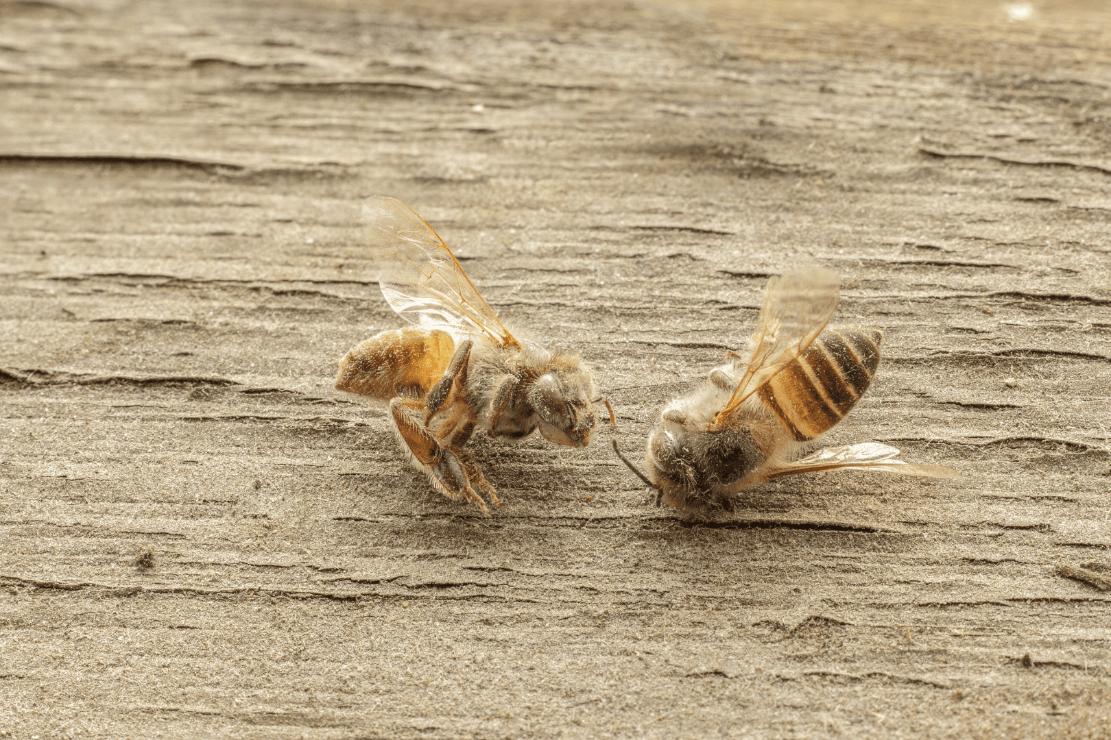 Dead Bees | What Are The Causes & How To Prevent Them?