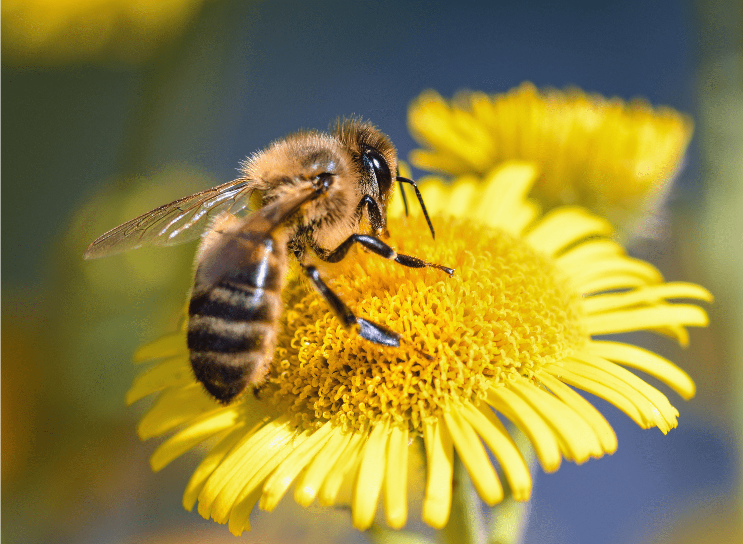 Why Are Bees Important? | Why We Need Bees?