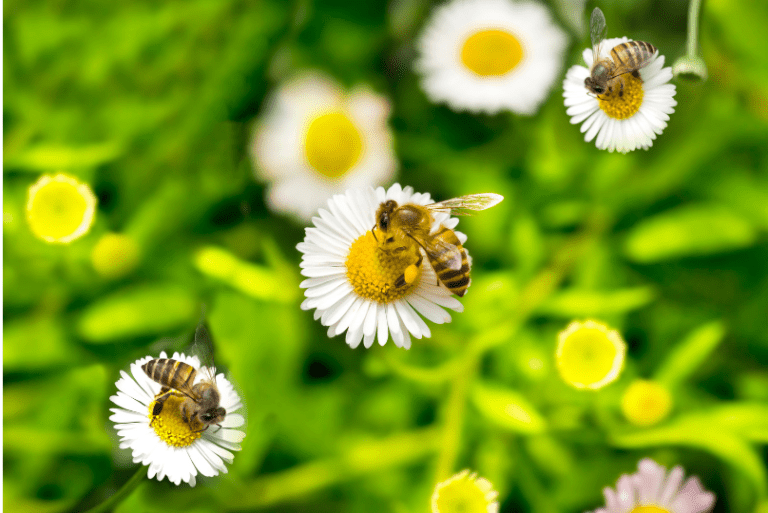 Do Wasps Pollinate? | How & What Plants Do They Pollinate?