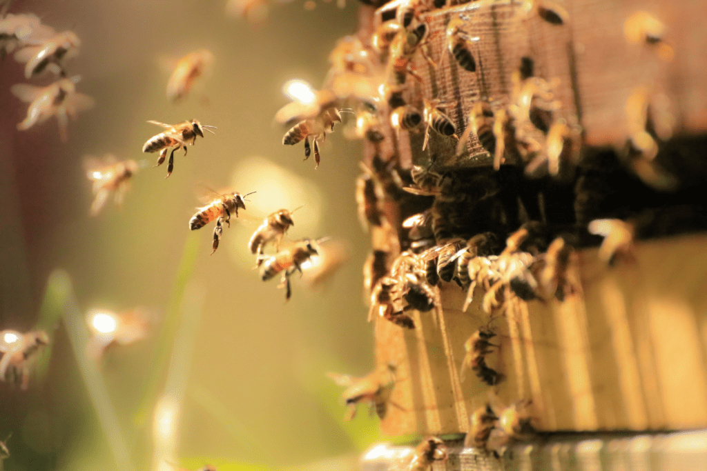 How Do Bees Communicate? | Primary Communication Methods Explained