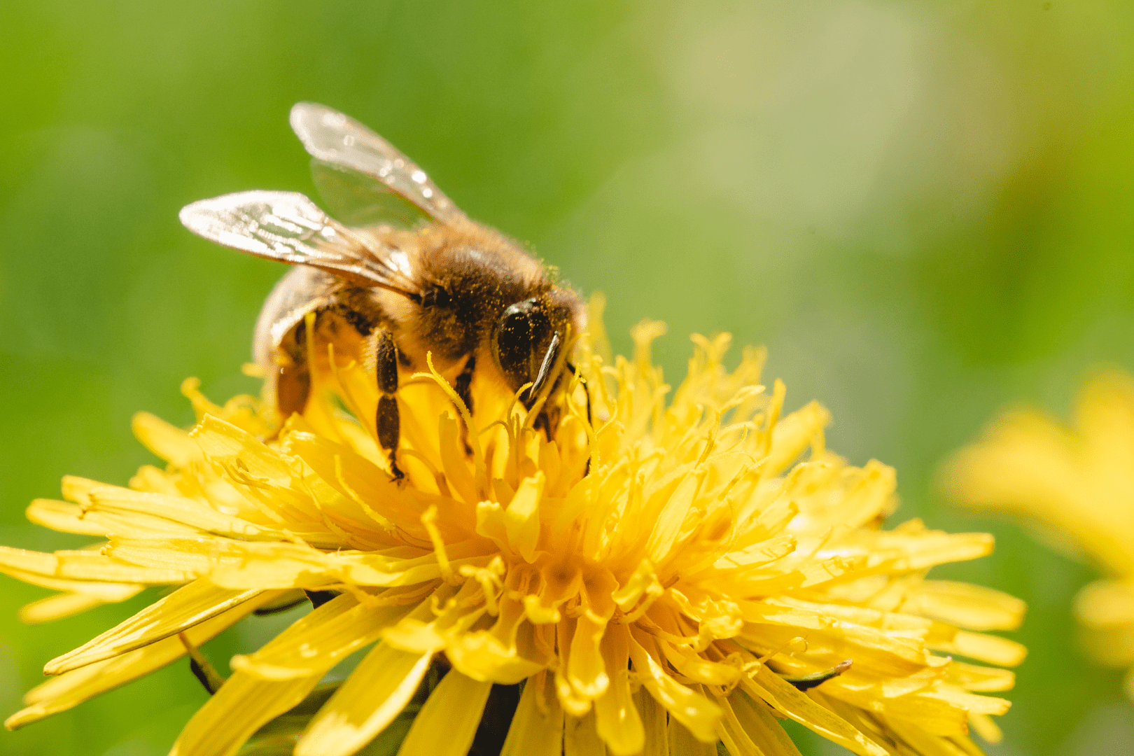 Bee Identification | Common Bee Types