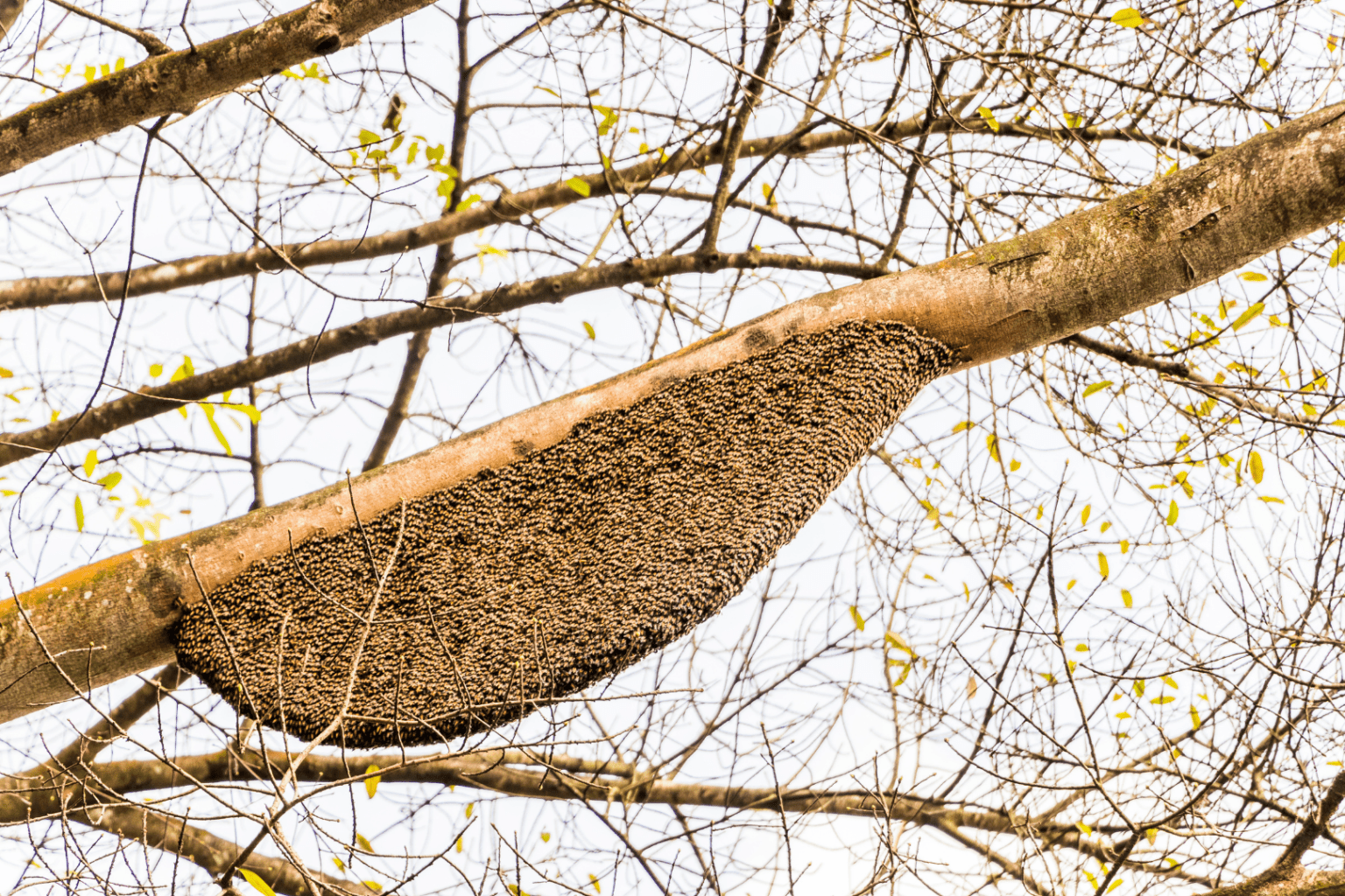 Bee Nests | How To Identify Them?