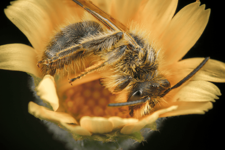 What Are Scout Bees? | What Makes Them So Important?