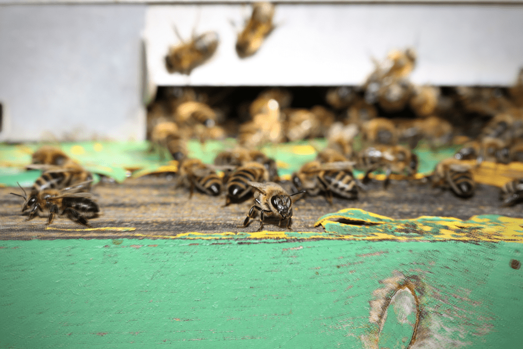 Do Bees Have Ears? | How Do Bees Detect Sound? Bee Vs Human Hearing