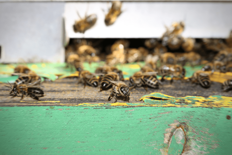 Do Bees Have Ears? | How Do Bees Detect Sound? Bee Vs Human Hearing