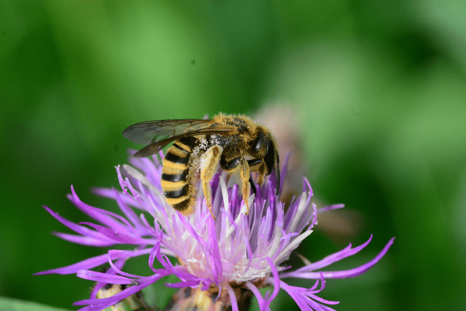 Do Bees Have Teeth? | What Do Bees Use Their Teeth For?