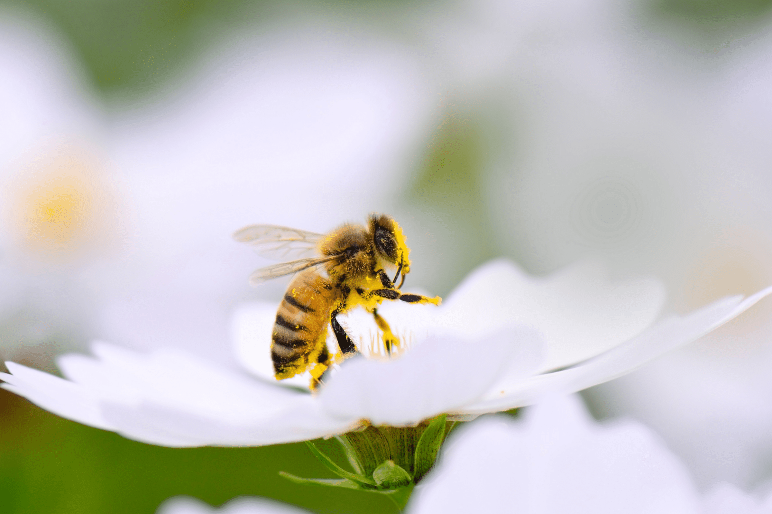 Bee Vision | How Do Bees See?