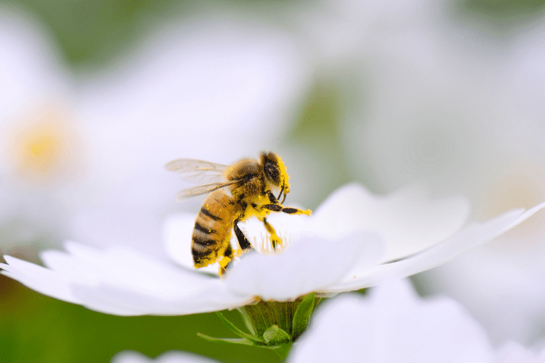 Bee Vision | How Do Bees See?